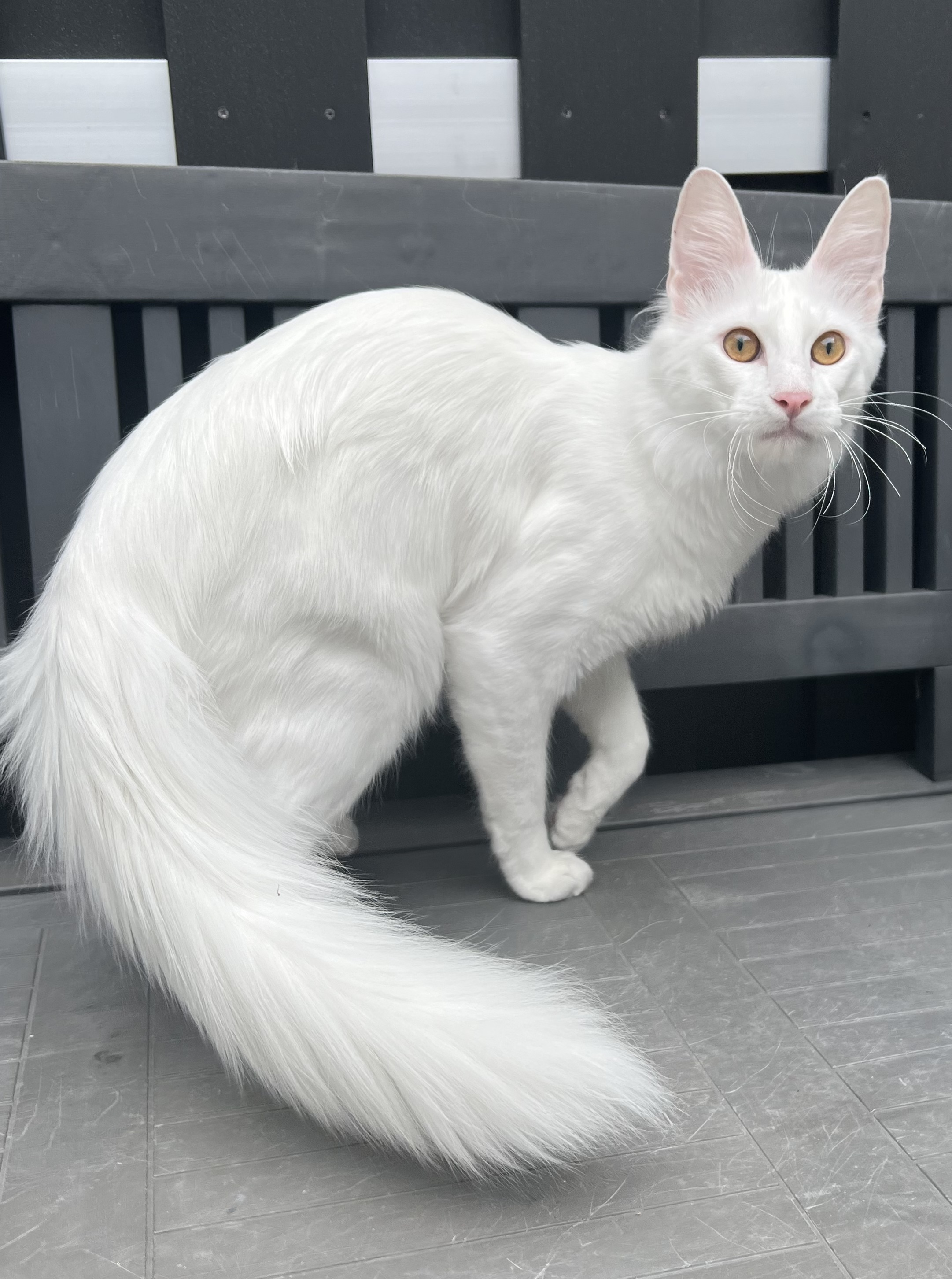 White Turkish Angora Kittens